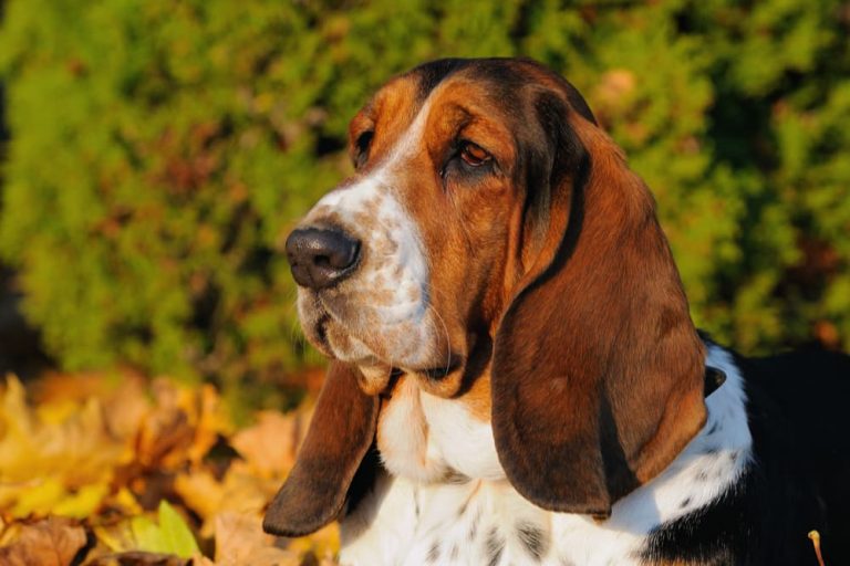 7 Wrinkly Dog Breeds With the Best Rolls | Great Pet Care