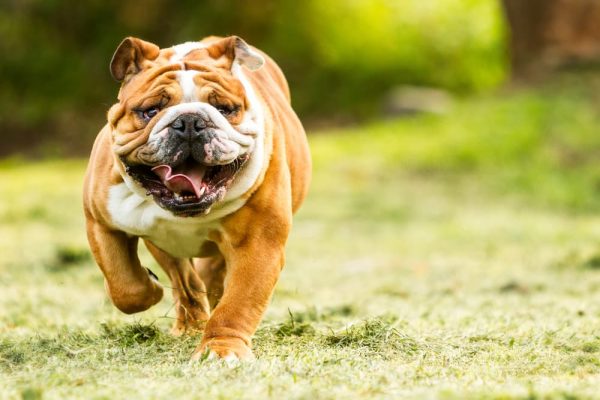 7 Wrinkly Dog Breeds With the Best Rolls | Great Pet Care