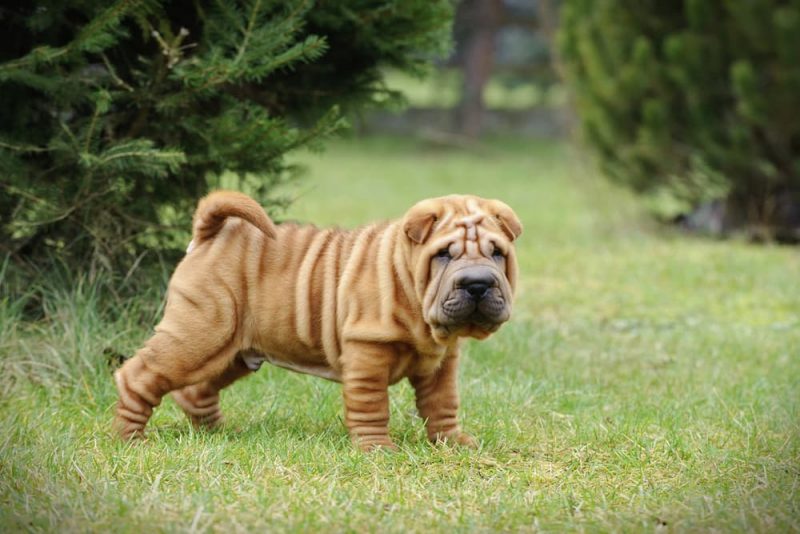 7 Wrinkly Dog Breeds With the Best Rolls | Great Pet Care