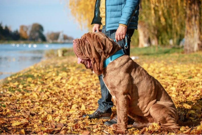 7 Wrinkly Dog Breeds With the Best Rolls | Great Pet Care