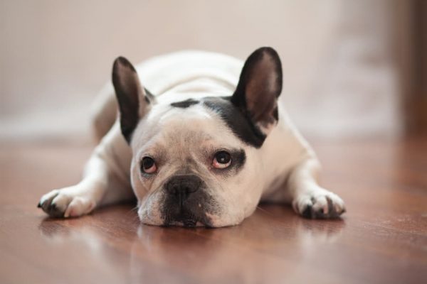 Why Do Dogs Chew Their Paws and Nails? | Great Pet Care