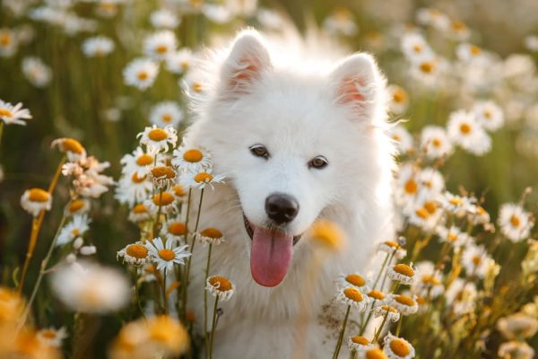 83 Best Flower Names for Dogs | Great Pet Care