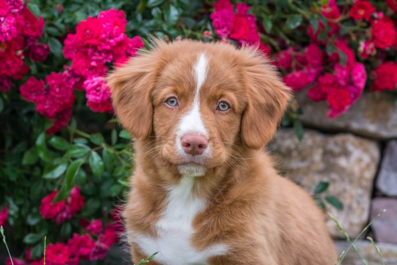 83 Best Flower Names for Dogs | Great Pet Care