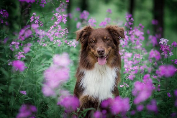83 Best Flower Names for Dogs | Great Pet Care