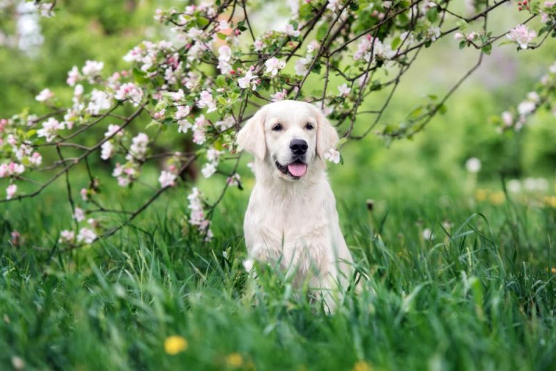 83 Best Flower Names for Dogs | Great Pet Care