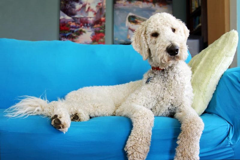6 Popular Goldendoodle Haircuts to Try | Great Pet Care