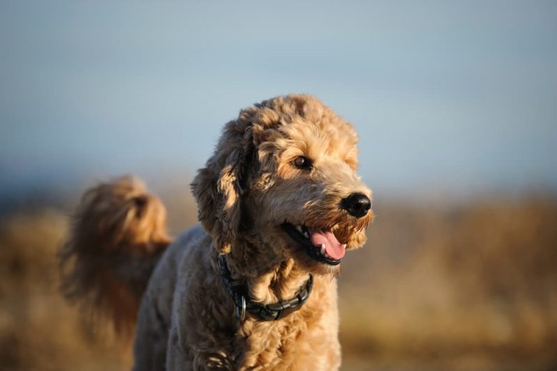 6 Popular Goldendoodle Haircuts to Try | Great Pet Care