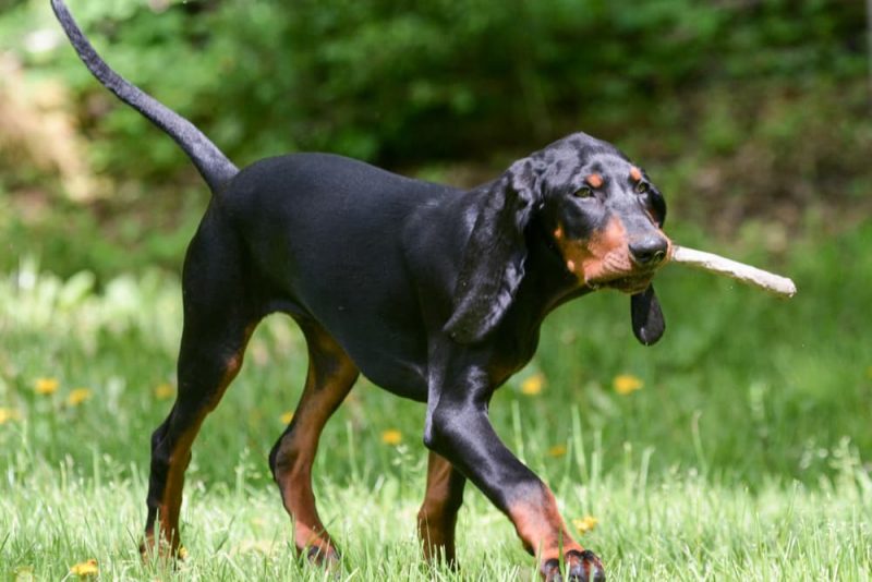 13 Black and Brown Dog Breeds | Great Pet Care