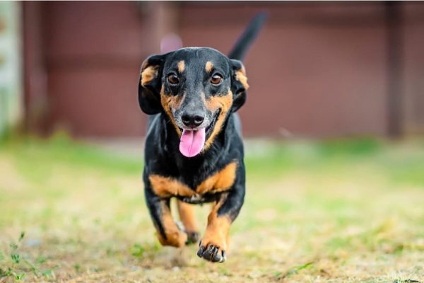13 Black and Brown Dog Breeds | Great Pet Care