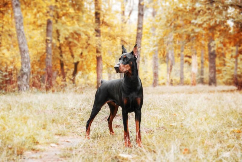 13 Black and Brown Dog Breeds | Great Pet Care