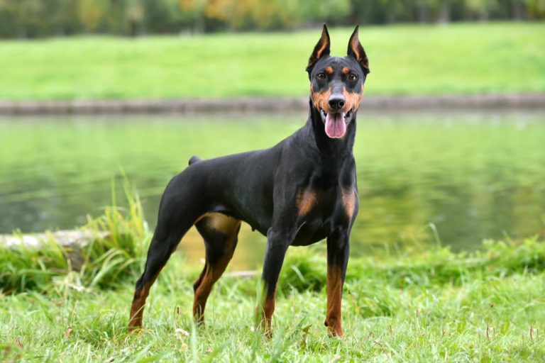 13 Black and Brown Dog Breeds | Great Pet Care