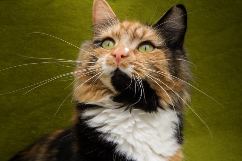 77 Calico Cat Names for Tri-Colored Beauties | Great Pet Care