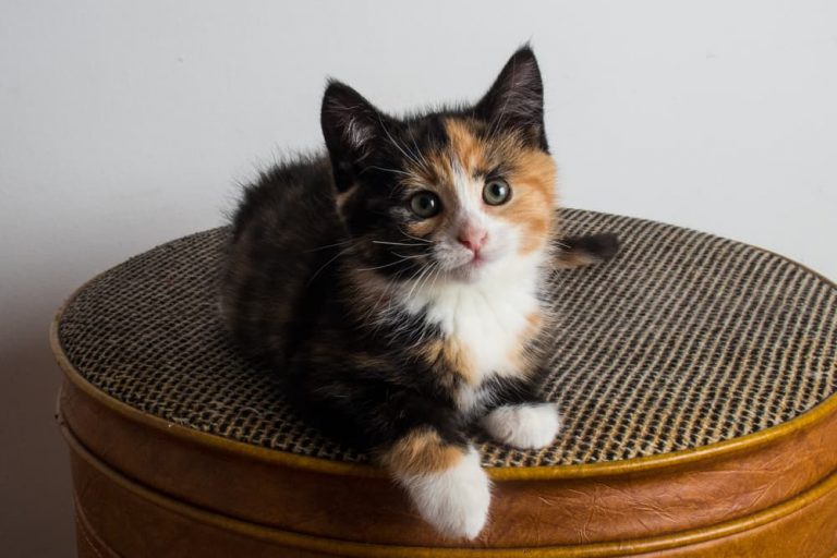 77 Calico Cat Names for Tri-Colored Beauties | Great Pet Care