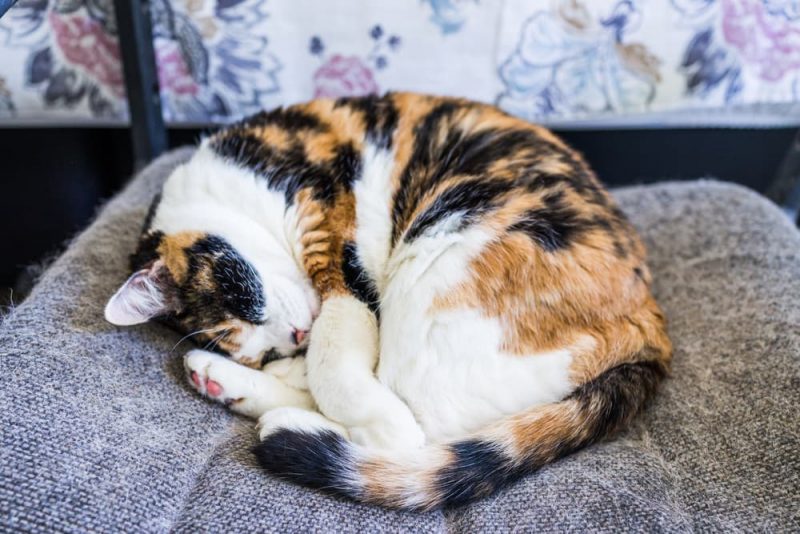 77 Calico Cat Names for Tri-Colored Beauties | Great Pet Care