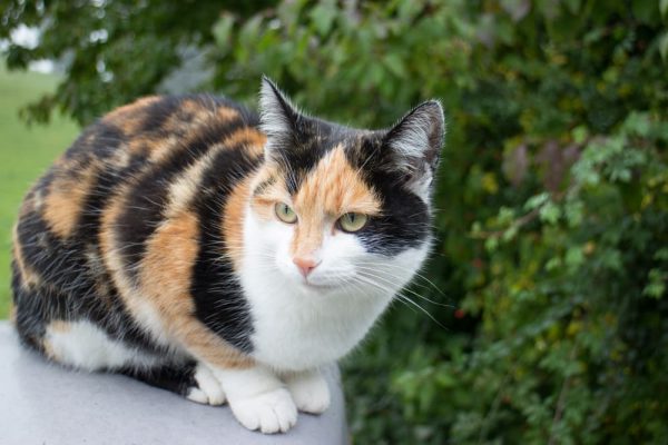 77 Calico Cat Names for Tri-Colored Beauties | Great Pet Care