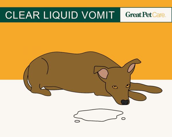 Dog Vomit Color Guide | Great Pet Care