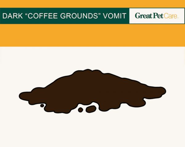 Dog Vomit Color Guide | Great Pet Care