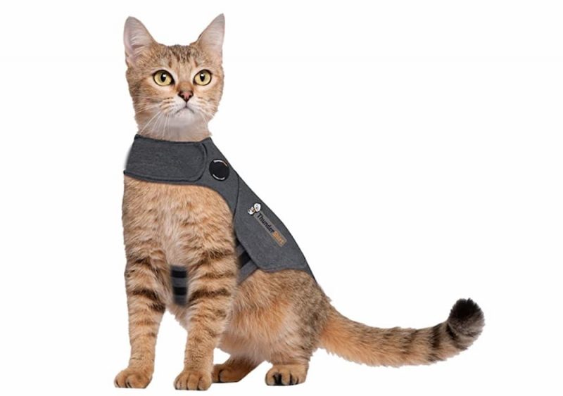 Why Is My Cat Hiding? | Great Pet Care