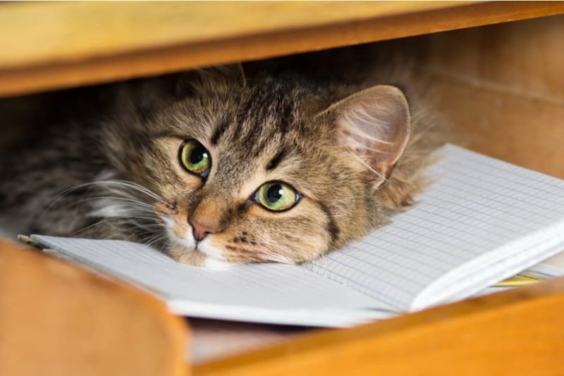 Why Is My Cat Hiding? | Great Pet Care