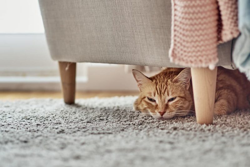 Why Is My Cat Hiding? | Great Pet Care