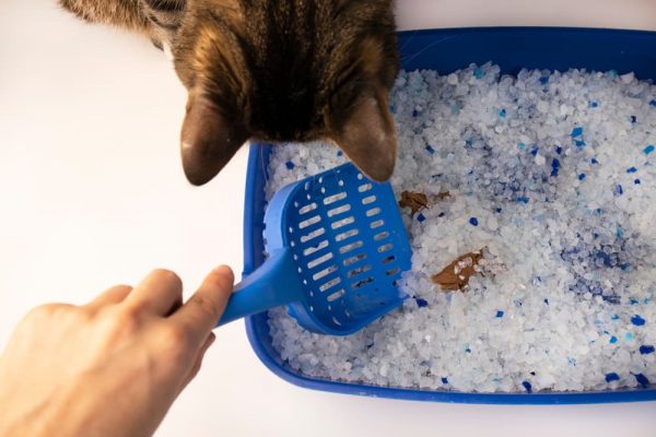 Why Does My Cat’s Poop Smell So Bad? | Great Pet Care