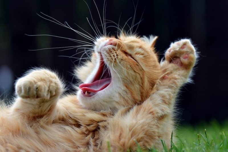 Cat Yawning: Why They Do It and What It Means | Great Pet Care