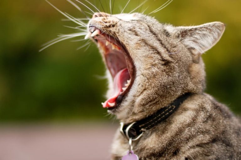 Cat Yawning: Why They Do It and What It Means | Great Pet Care