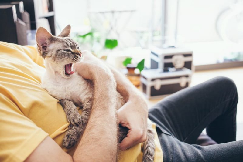 Cat Yawning: Why They Do It and What It Means | Great Pet Care