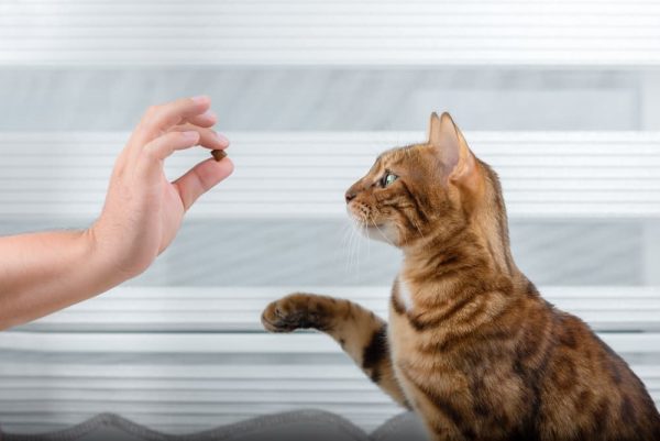 Clicker Training for Cats: How to Do It | Great Pet Care