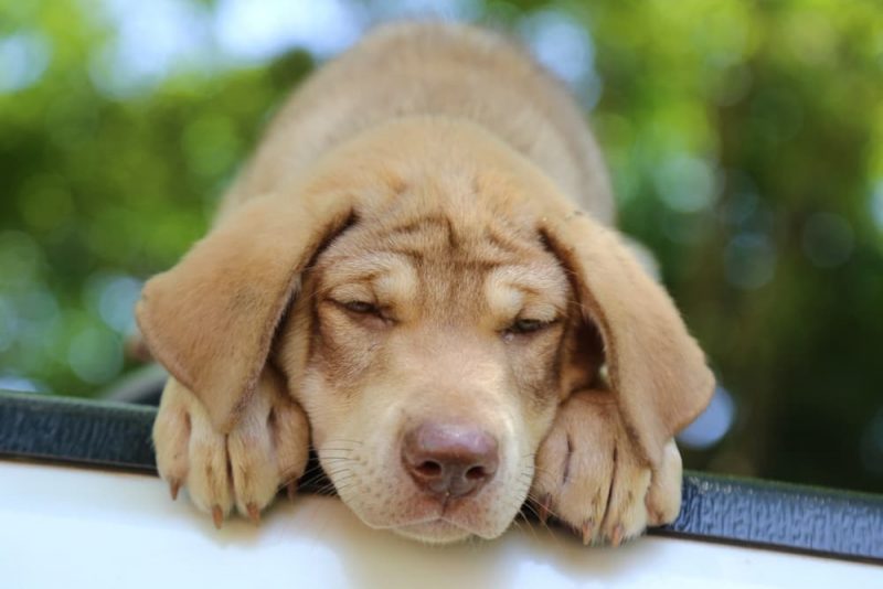 Dog Vomit Color Guide | Great Pet Care