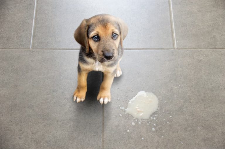 Dog Vomit Color Guide | Great Pet Care