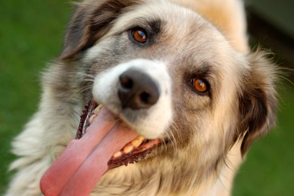 Scabs on Dogs: Types and Common Causes | Great Pet Care