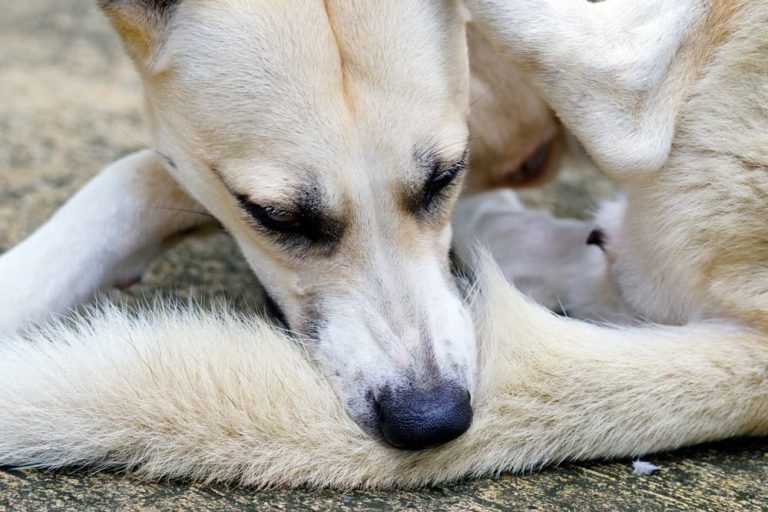 Scabs on Dogs: Types and Common Causes | Great Pet Care