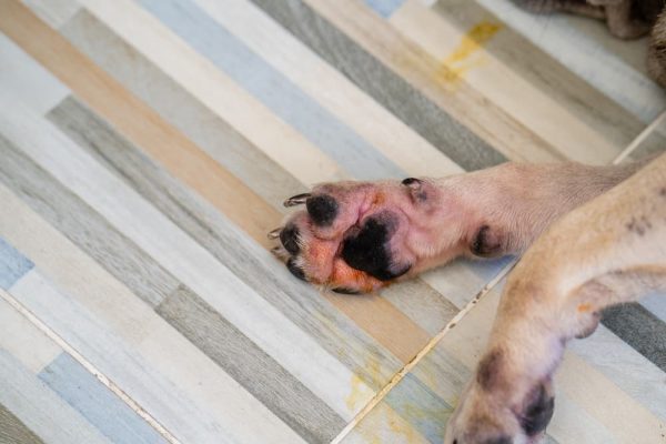 Scabs on Dogs: Types and Common Causes | Great Pet Care