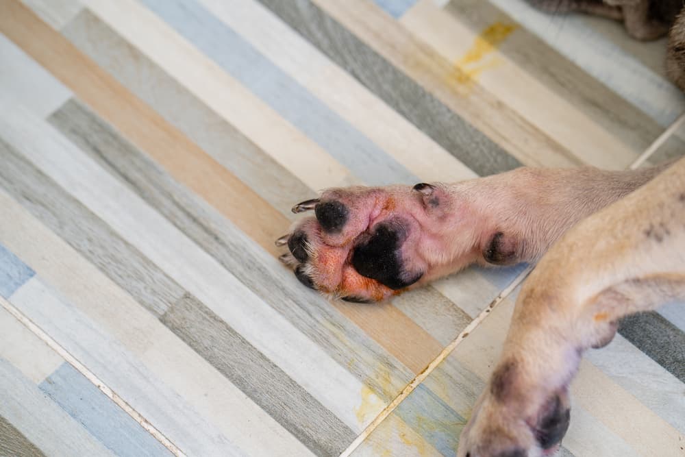 Scabs On Dogs Types And Common Causes Great Pet Care 2022 