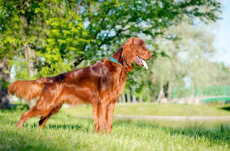 204 Red Dog Names Perfect for Ginger Pups | Great Pet Care