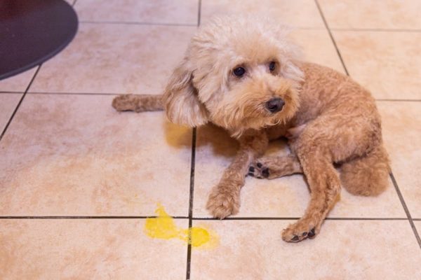 Dog Vomit Color Guide | Great Pet Care