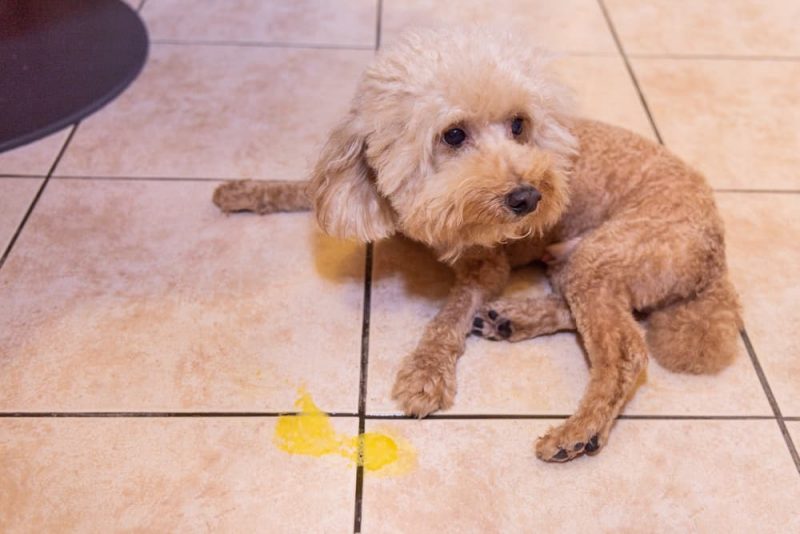 Dog Vomit Color Guide | Great Pet Care