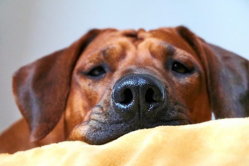 204 Red Dog Names Perfect for Ginger Pups | Great Pet Care