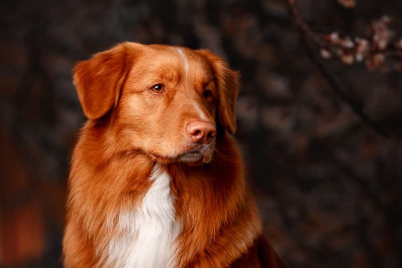 204 Red Dog Names Perfect for Ginger Pups | Great Pet Care
