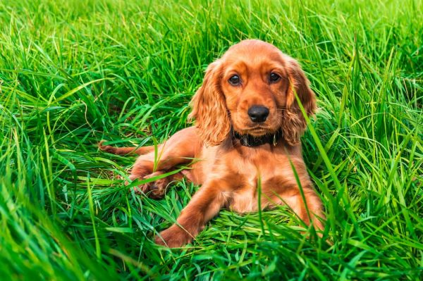 204 Red Dog Names Perfect for Ginger Pups | Great Pet Care