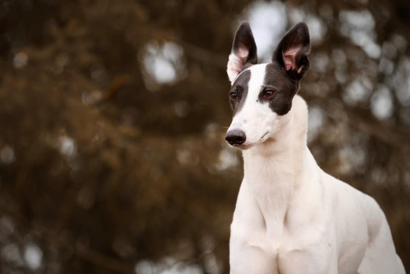Lurcher Dog Breed Information | Great Pet Care
