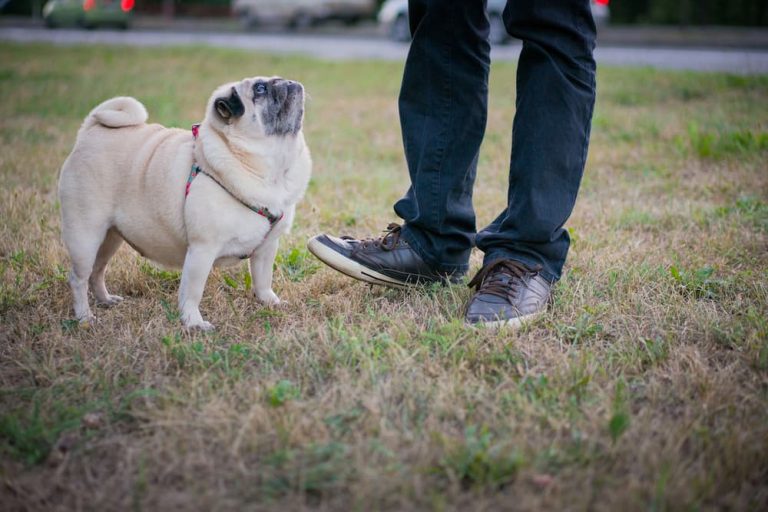 Black Dog Poop: What it Means | Great Pet Care