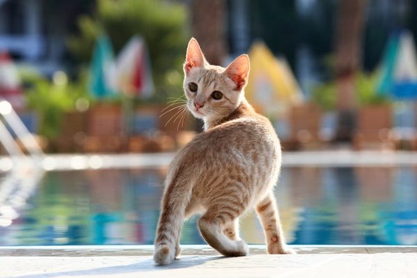 Can Cats Swim? | Great Pet Care