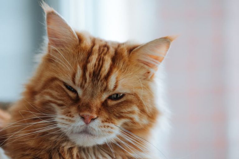 Cat Winking: Why They Do It and What It Means | Great Pet Care