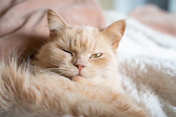 Cat Winking: Why They Do It and What It Means | Great Pet Care