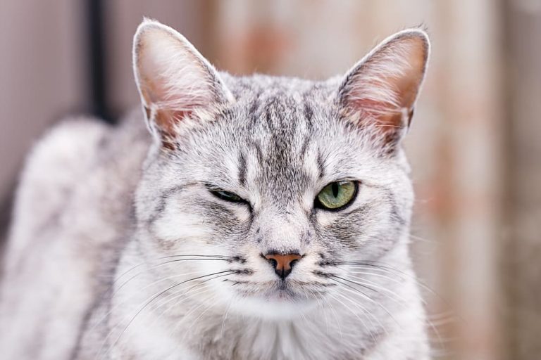 Cat Winking: Why They Do It and What It Means | Great Pet Care