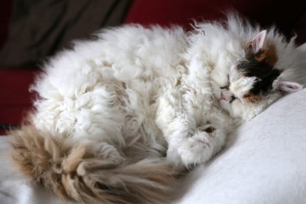 9 Curly Haired Cat Breeds With Looping Locks | Great Pet Care