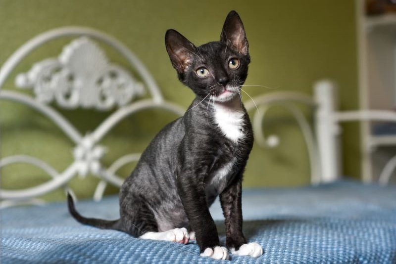 9 Curly Haired Cat Breeds With Looping Locks | Great Pet Care