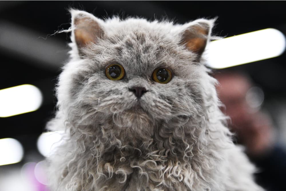 9 Curly Haired Cat Breeds With Looping Locks Great Pet Care 9 Curly Haired Cat Breeds With Looping Locks Great Pet Care